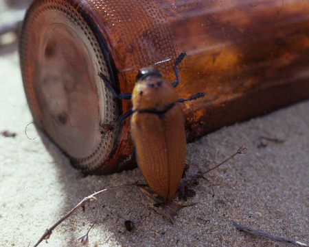 Why beetles mate with beer bottles: evolution and perception ...